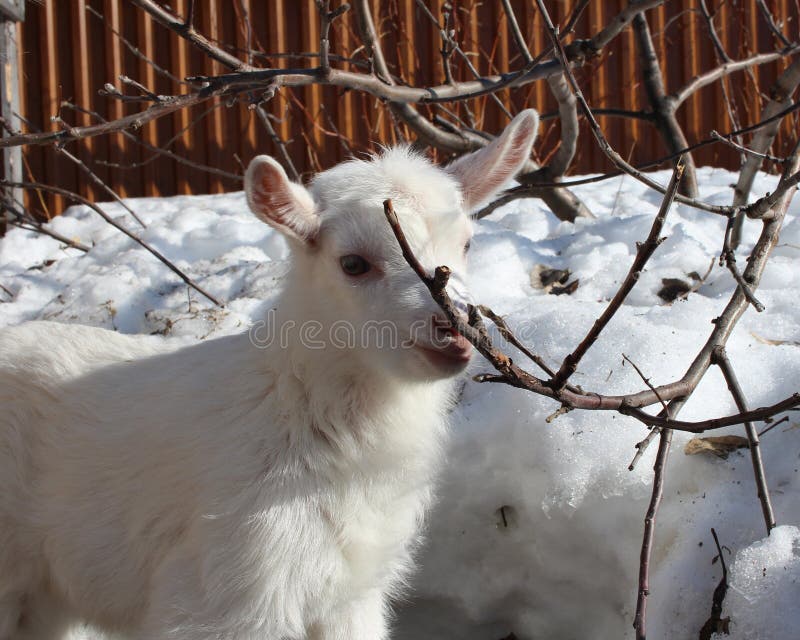 A Small Newborn White Kid is an Animal on the Farm Stock Image - Image ...