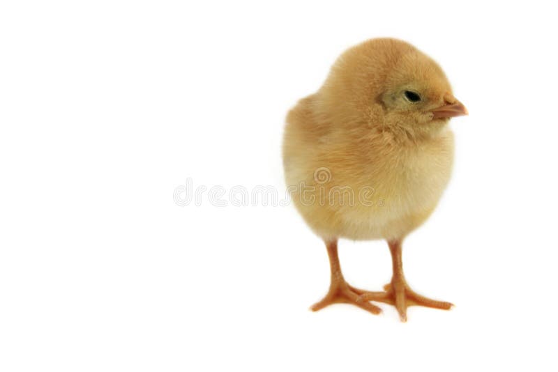 Small Nice Chicken Picture. Image: 4782177