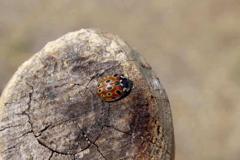 Small Nice Lady Bug on Brown Branch Stock Image - Image of garden ...