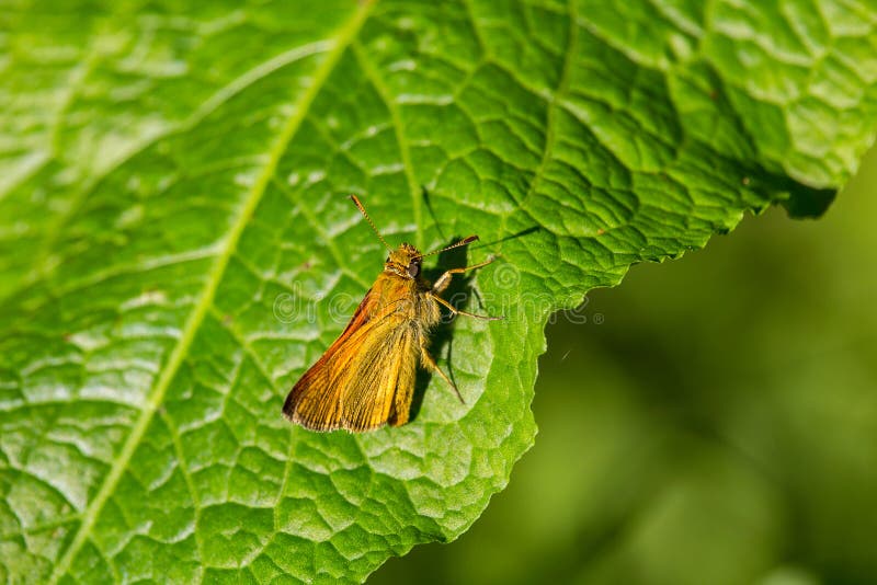Small Nice Orange Butterfly on Green Leaf Stock Image - Image of ...