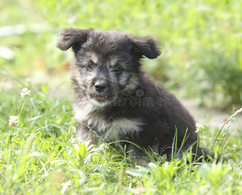 Small nice puppy stock image. Image of black, care, friendship - 26088921