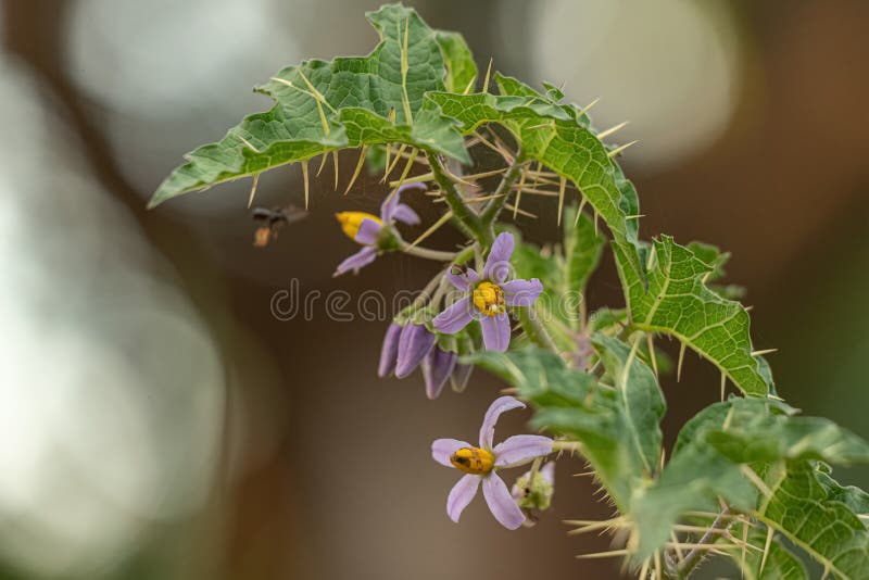 Small Nightshade Plant stock photo. Image of nightshade - 264279094