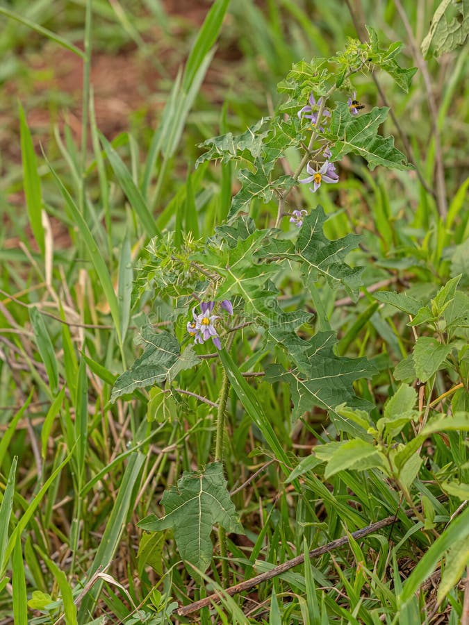 Small Nightshade Plant stock image. Image of flora, garden - 264279139