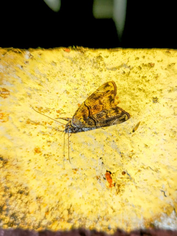An Small Nocturnal Moth at Rest on a Wall Stock Photo - Image of ...