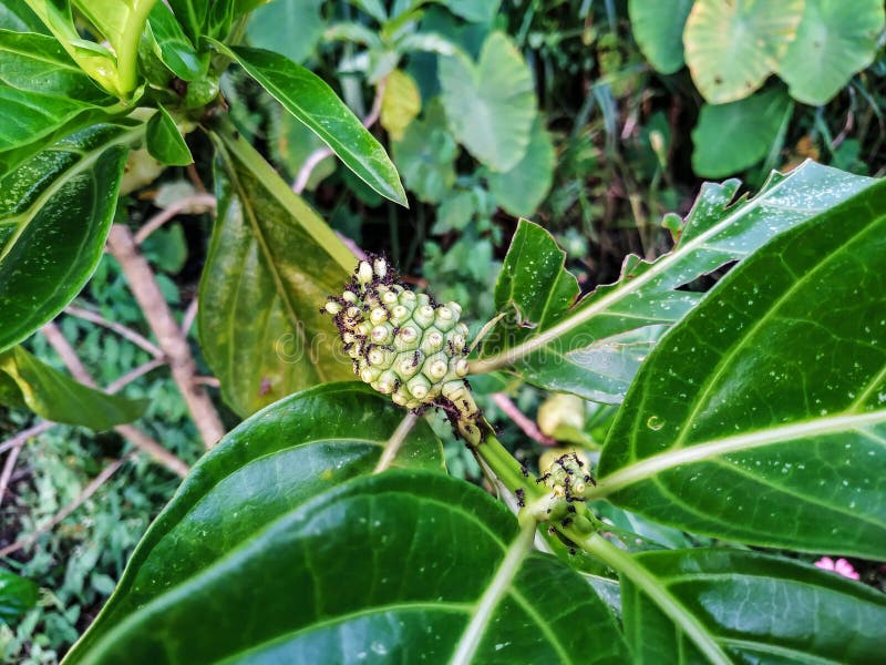 A Small Noni Fruit (Morinda Citrifolia) Hanging on the Tree Branch and ...