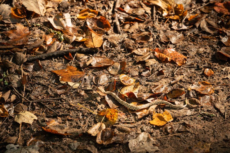Small, Northern Copperhead Venomous Snake, Camouflaged Stock Photo ...