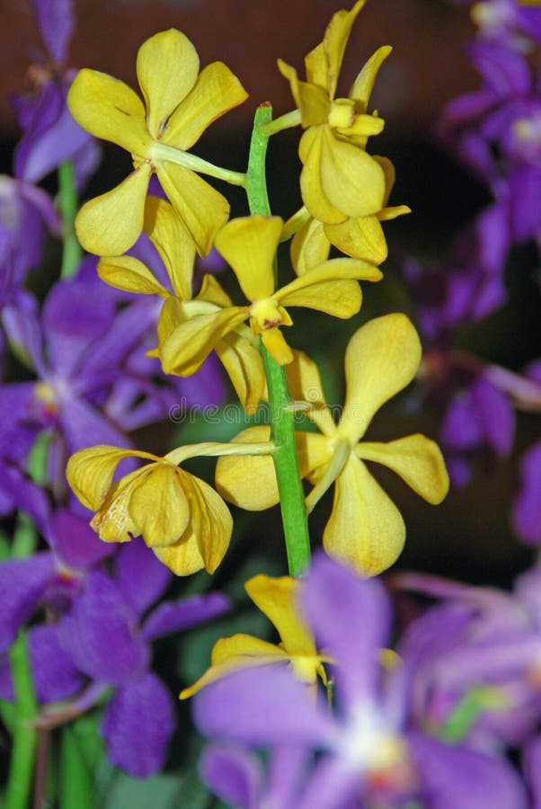 A Small Number of Yellow Orchids Stock Image - Image of decorative ...