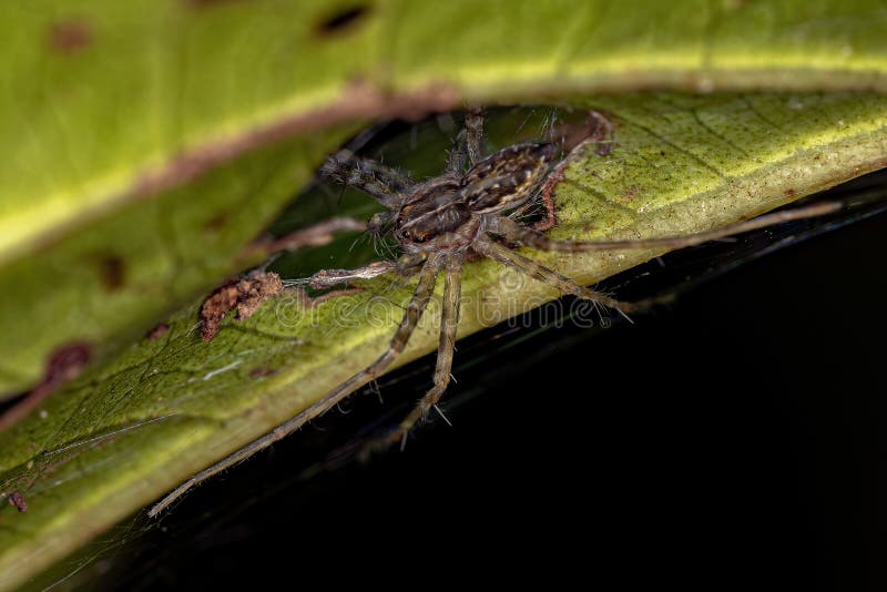 Small Nursery Web Spider stock photo. Image of arthropod - 238166764