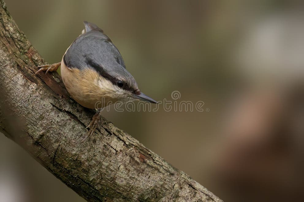 Small Nuthatch Perched on the Side of a Tree Branch, Its Feathers ...