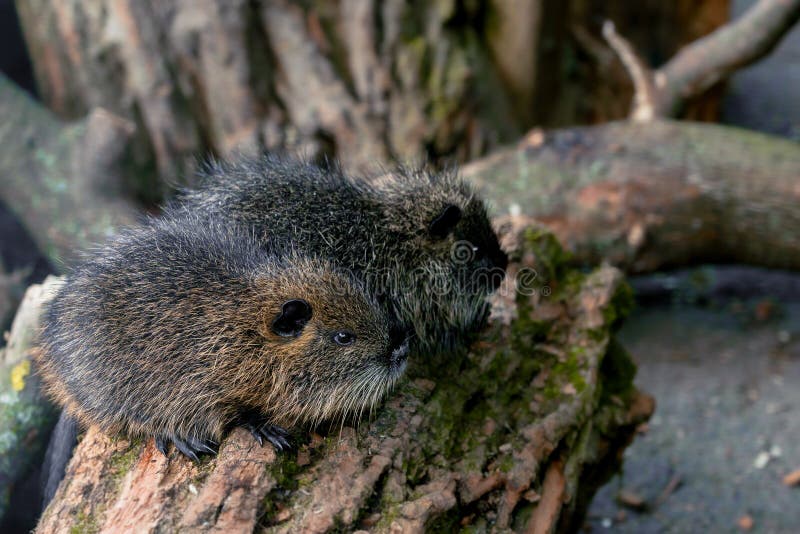 Small Nutria Animal Theme Creatures in Natural Decorations Environment ...
