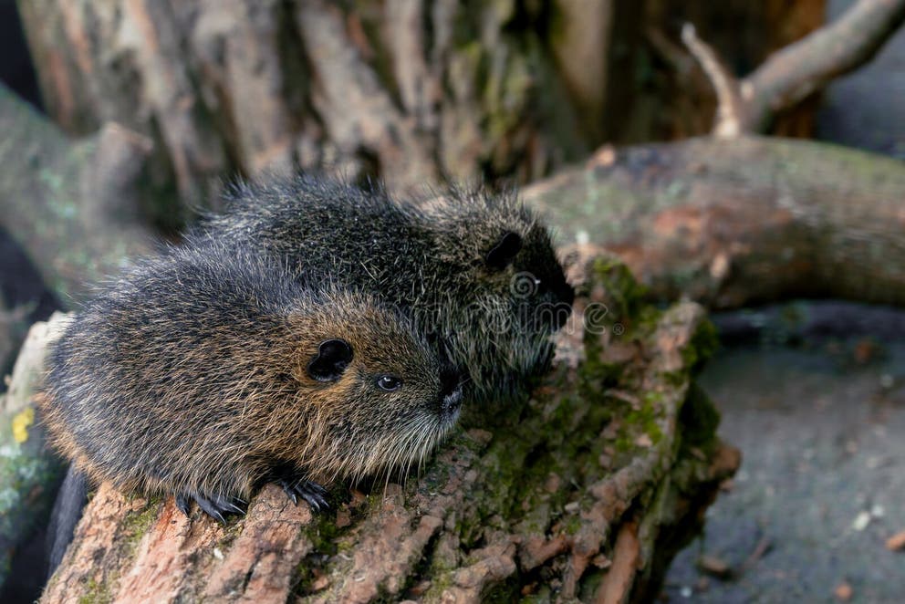 Small Nutria Animal Theme Creatures in Natural Decorations Environment ...