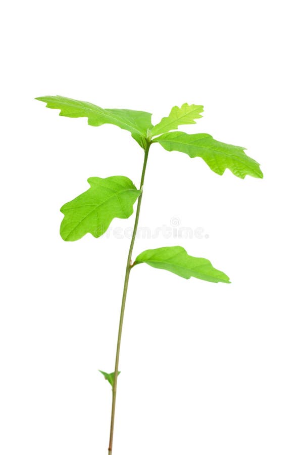 Oak Tree Seedling with Roots Stock Photo - Image of delicate, botanical ...