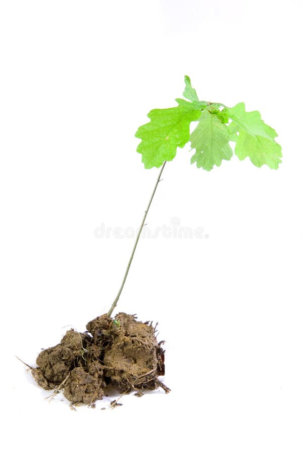 Small oak stock photo. Image of fragility, cultivated - 9778436