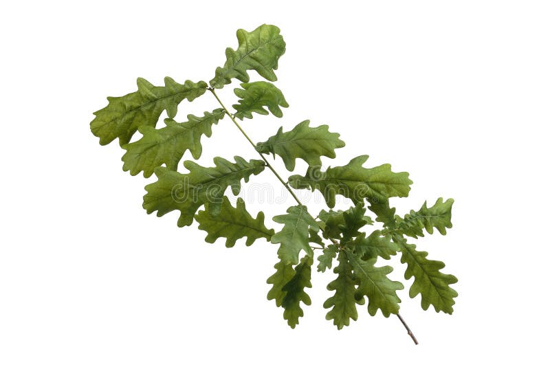 Small oak branch stock image. Image of botany, leafy - 72792283