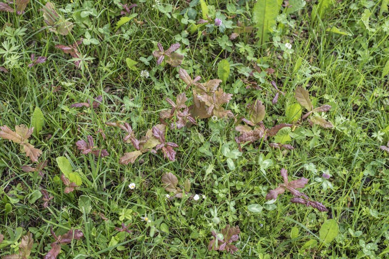 Small Oak Saplings with Reddish Leaves in a Meadow Stock Image - Image ...
