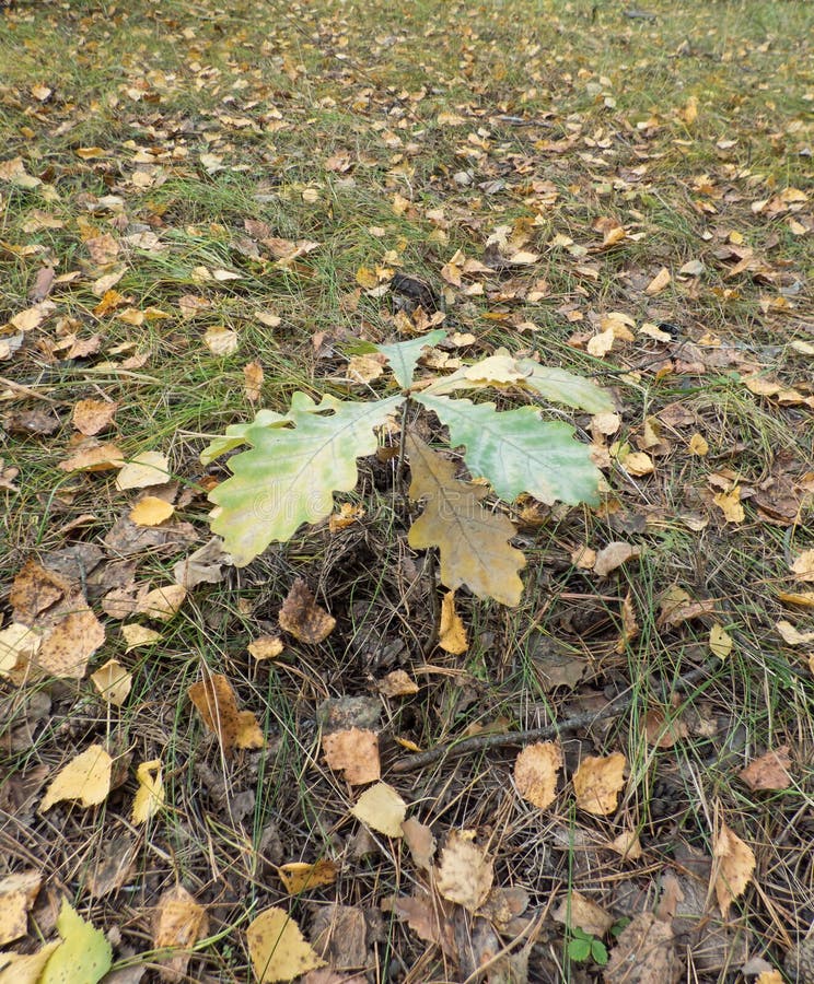 Small Oak Sprout among Dry Fallen Leaves in the Forest Stock Image ...