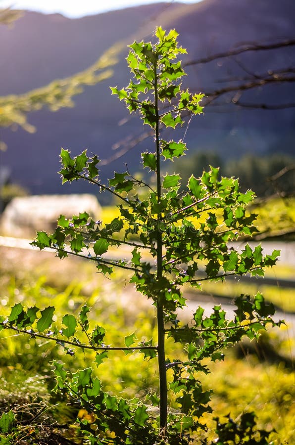 Small Oak at the Street in Sunlight Stock Image - Image of abstract ...