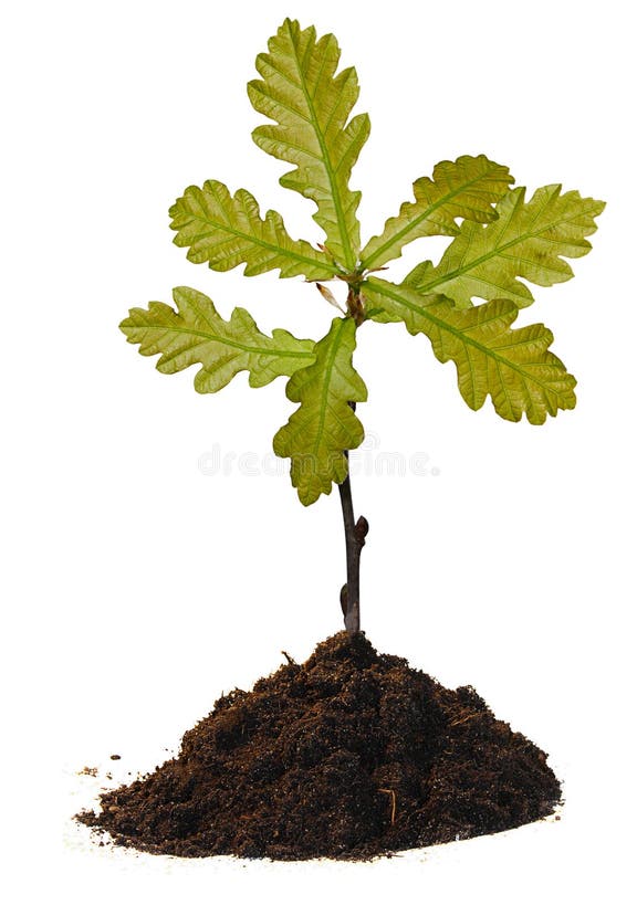 Small oak tree stock image. Image of plant, growth, sapling - 14406807