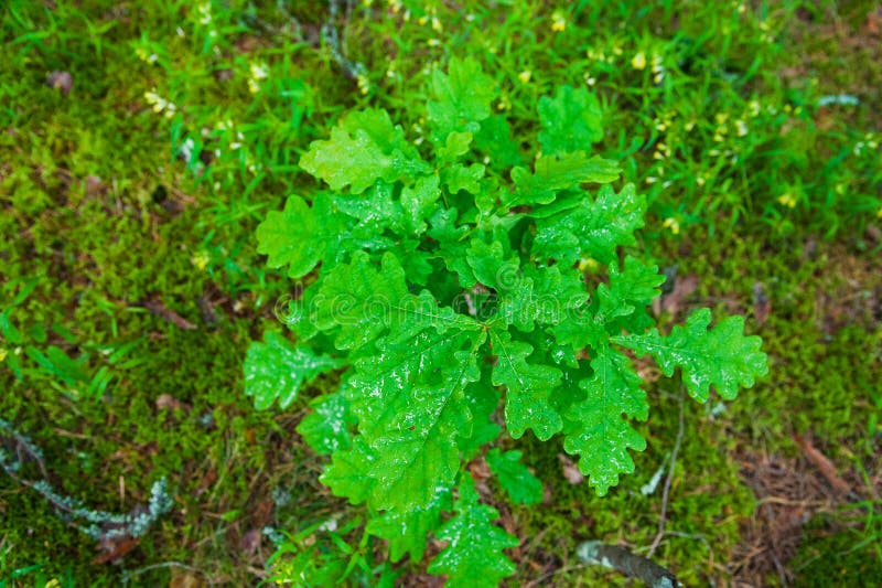 Small Oak Tree in the Forest Stock Image - Image of tree, forest: 150591909