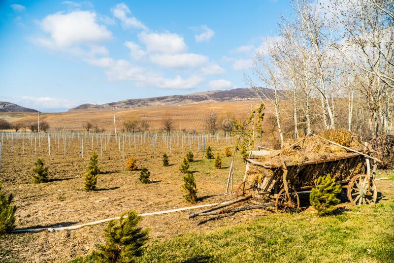 Small Oak Tree Plantation in the Fields Stock Photo - Image of tree ...