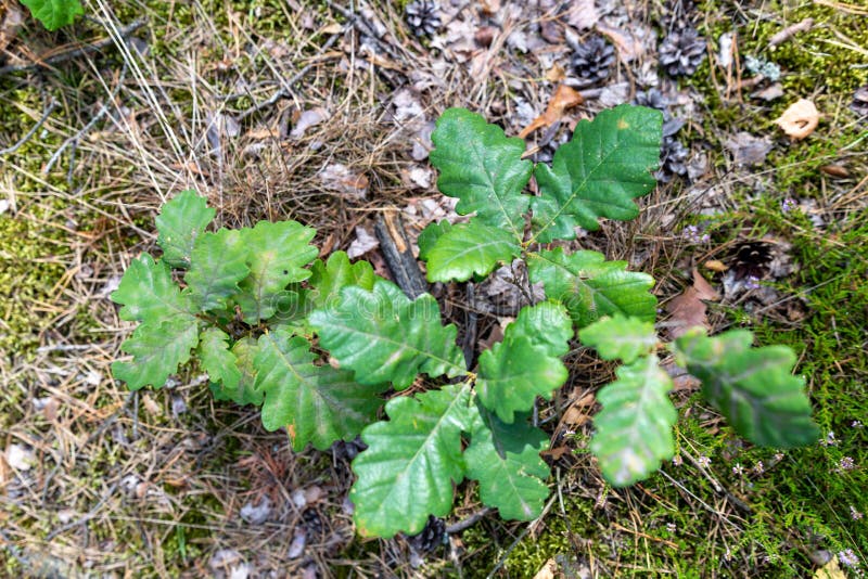 Small Oak Tree Seedling. Young Trees Growing in the Forest Undergrowth ...
