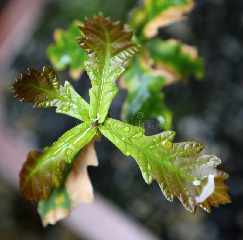 Small Oak Tree Seedlings in Pot Stock Image - Image of forest ...