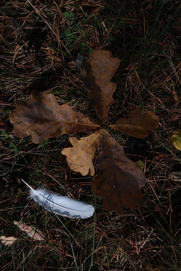 Small oak tree stock photo. Image of forest, tree, autumn - 160980452