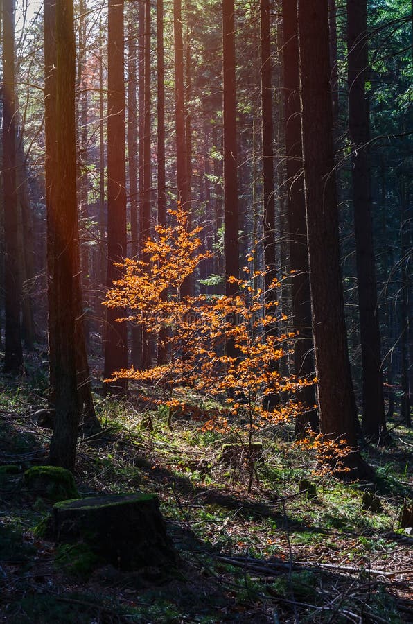 Small Oak Tree in Sun Light Beam in Dark Forest. Czech Landscape Stock ...