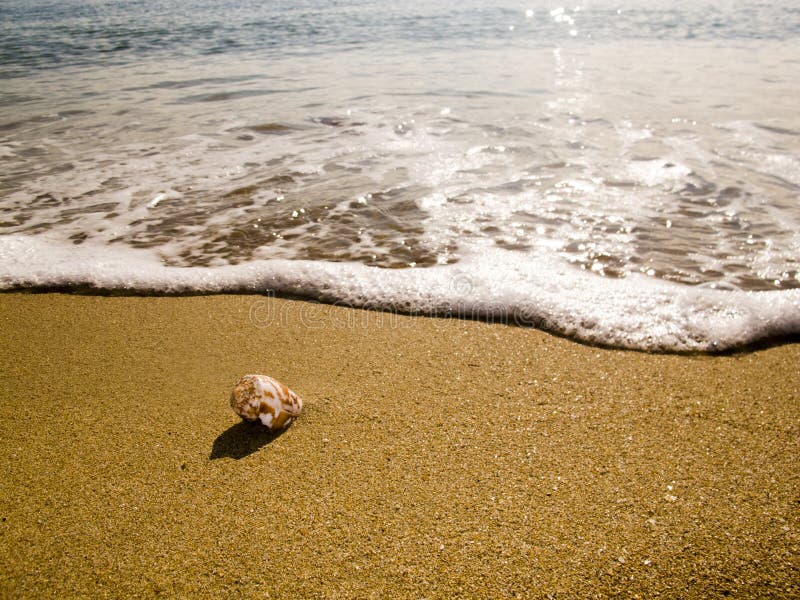 An small ocean shell stock image. Image of sand, morning - 60325981