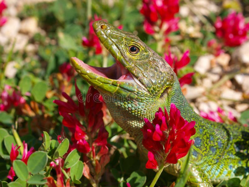 Small Ocellated Lizard in Its Natural Habitat Stock Image - Image of ...