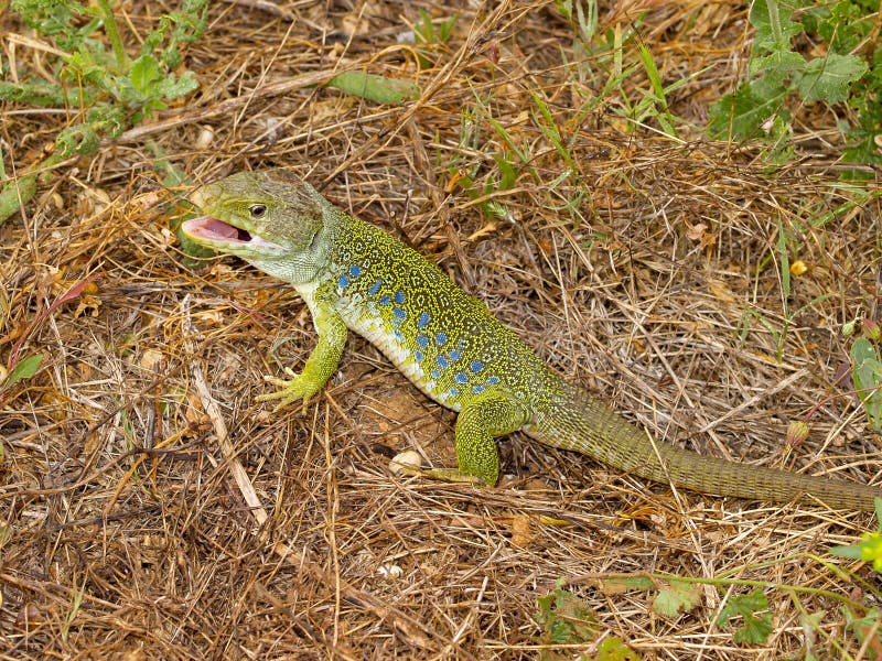 Small Ocellated Lizard in Its Natural Habitat Stock Image - Image of ...