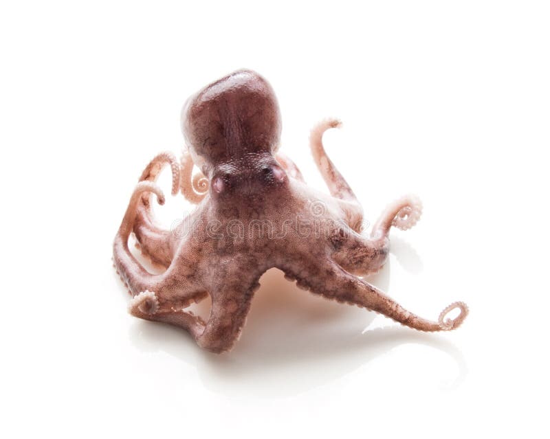 Small octopus stock photo. Image of ocean, healthy, isolated - 7833020