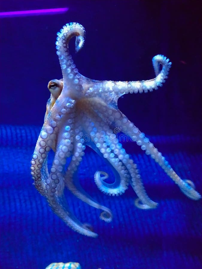 Small octopus stock photo. Image of ocean, healthy, isolated - 7833020