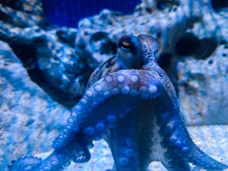 Small octopus stock photo. Image of ocean, healthy, isolated - 7833020