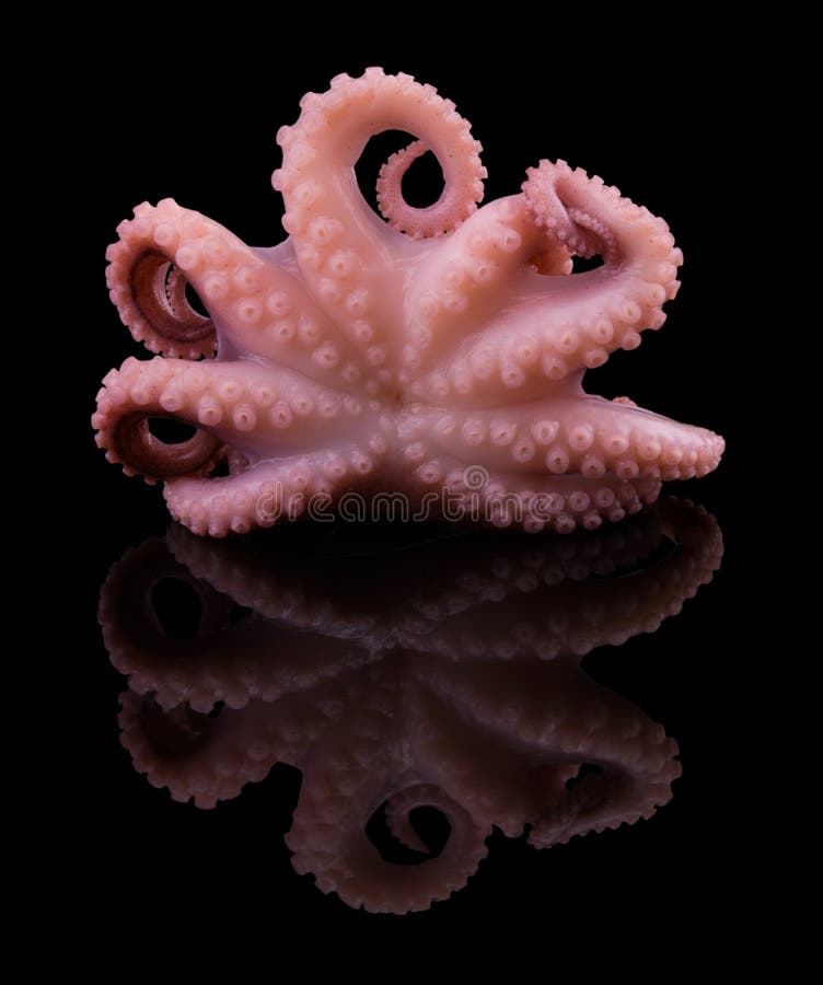 Small Octopus Isolated on White Background. Close Up Stock Photo ...