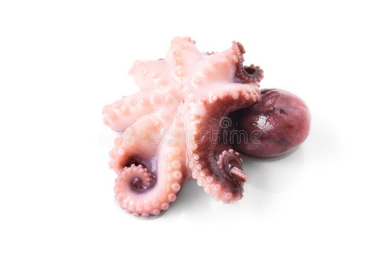 Small octopus isolated stock photo. Image of fish, healthy - 116086570
