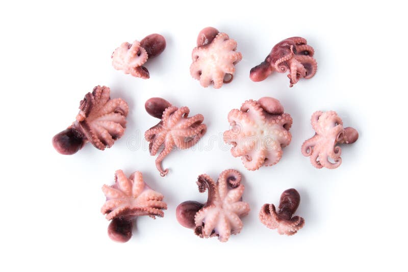 Small octopus isolated stock photo. Image of healthy - 116086560