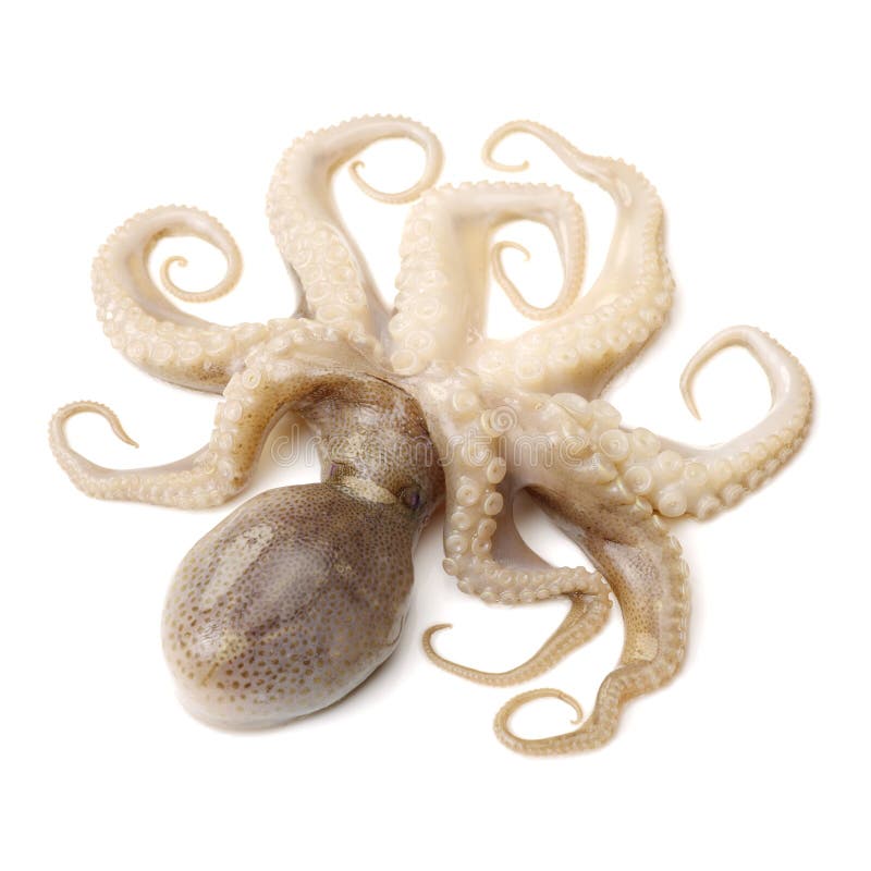 Small octopus stock photo. Image of octopus, creatures - 123347372