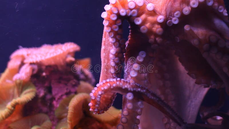 Small Octopus Moves in an Aquarium Stock Video - Video of emotion ...
