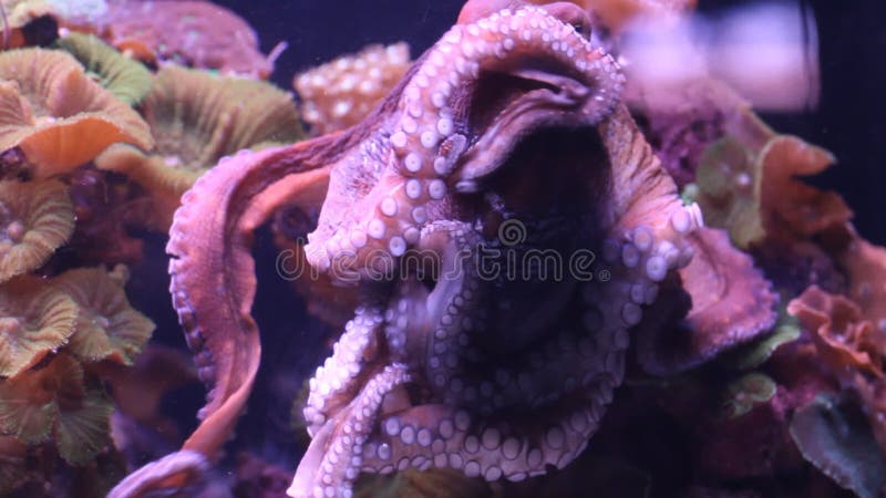 Small Octopus Moves in an Aquarium Stock Video - Video of emotion ...