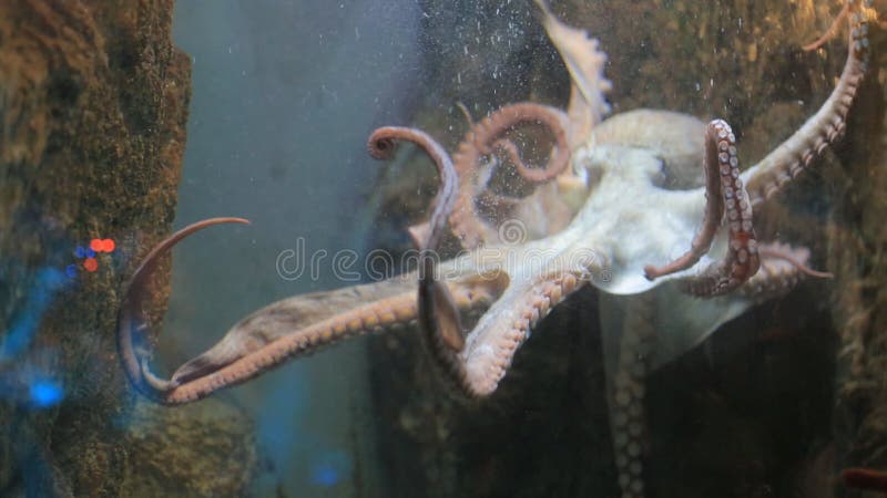 Small Octopus Moves in an Aquarium Stock Video - Video of emotion ...