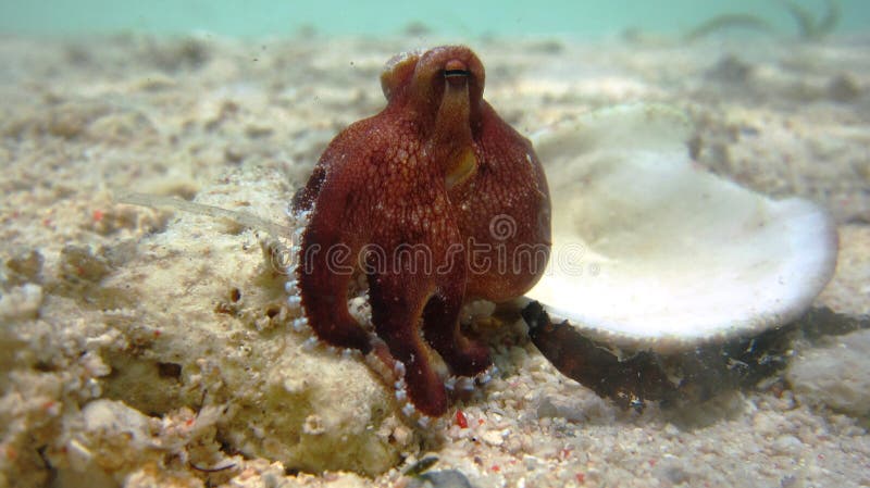Small octopus in the ocean stock image. Image of change - 233961069