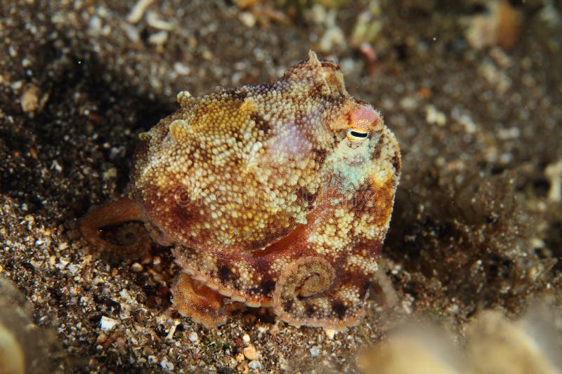 Small Octupus on the Seabed. Stock Image - Image of smalon, reef: 274018221