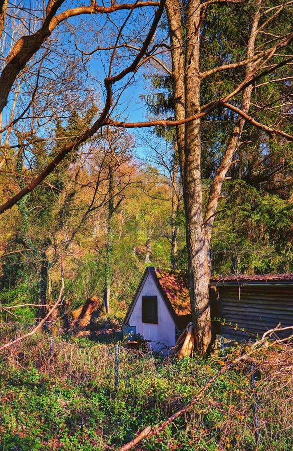 Small Old Hut between the Trees in the Forest Stock Image - Image of ...