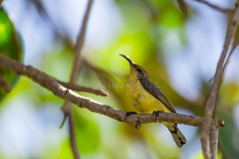 A Small Olive Bird Sits on a Branch Stock Image - Image of garden ...