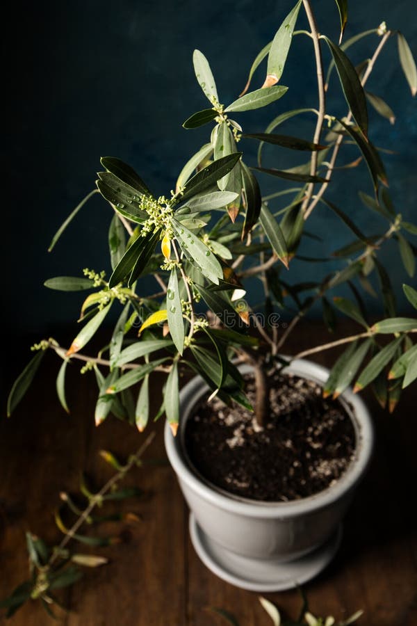 Small olive tree stock photo. Image of bloom, plant - 270432036