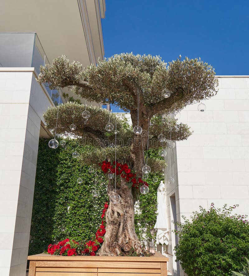 Small Olive Tree Decorated with Glass Balls Next To a Building Stock ...