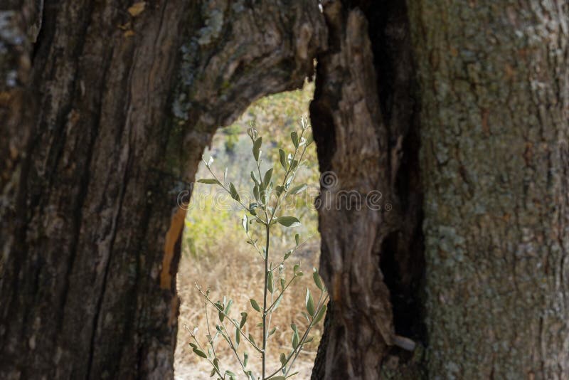 A Small Olive Tree Grows in the Shade of the Larger One. Stock Photo ...