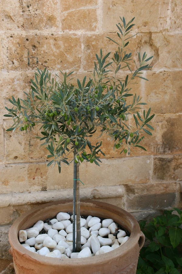 Small Olive Tree in a Pot in Arcadi Monastery Stock Photo - Image of ...