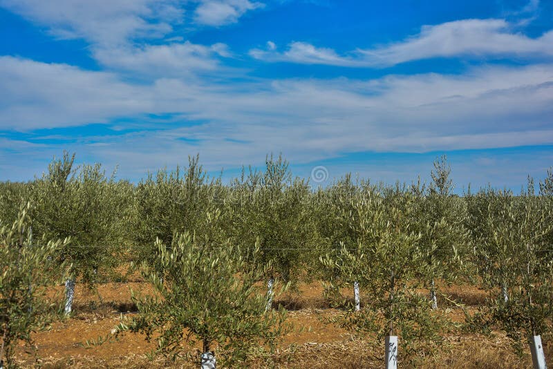 Small Olive Trees Planted in a Row with Half the Sky Background Stock ...